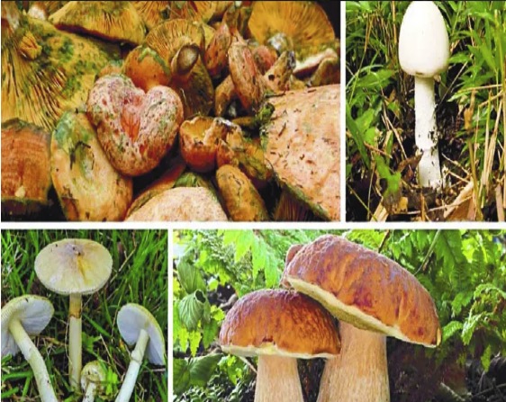 Las setas comestibles, un alimento saludable